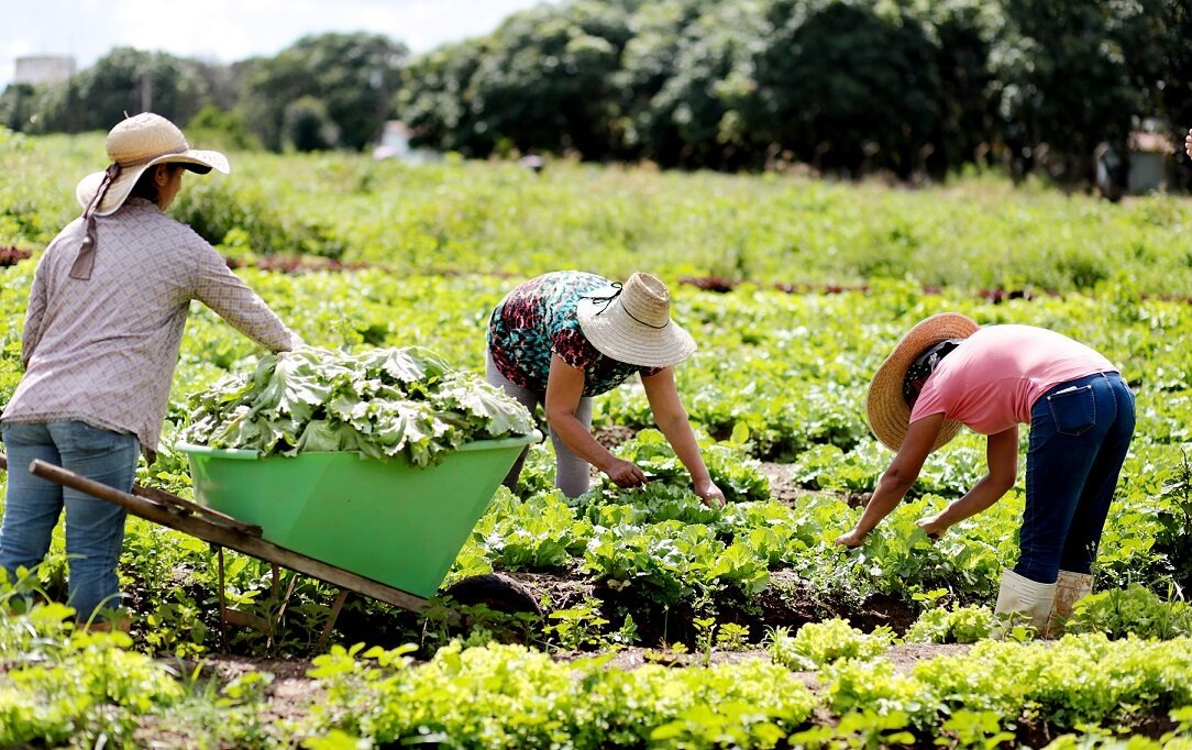 25 DE JULHO- DIA DO COLONO - UM DIA MUITO IMPORTANTE NA HISTÓRIA DO ...